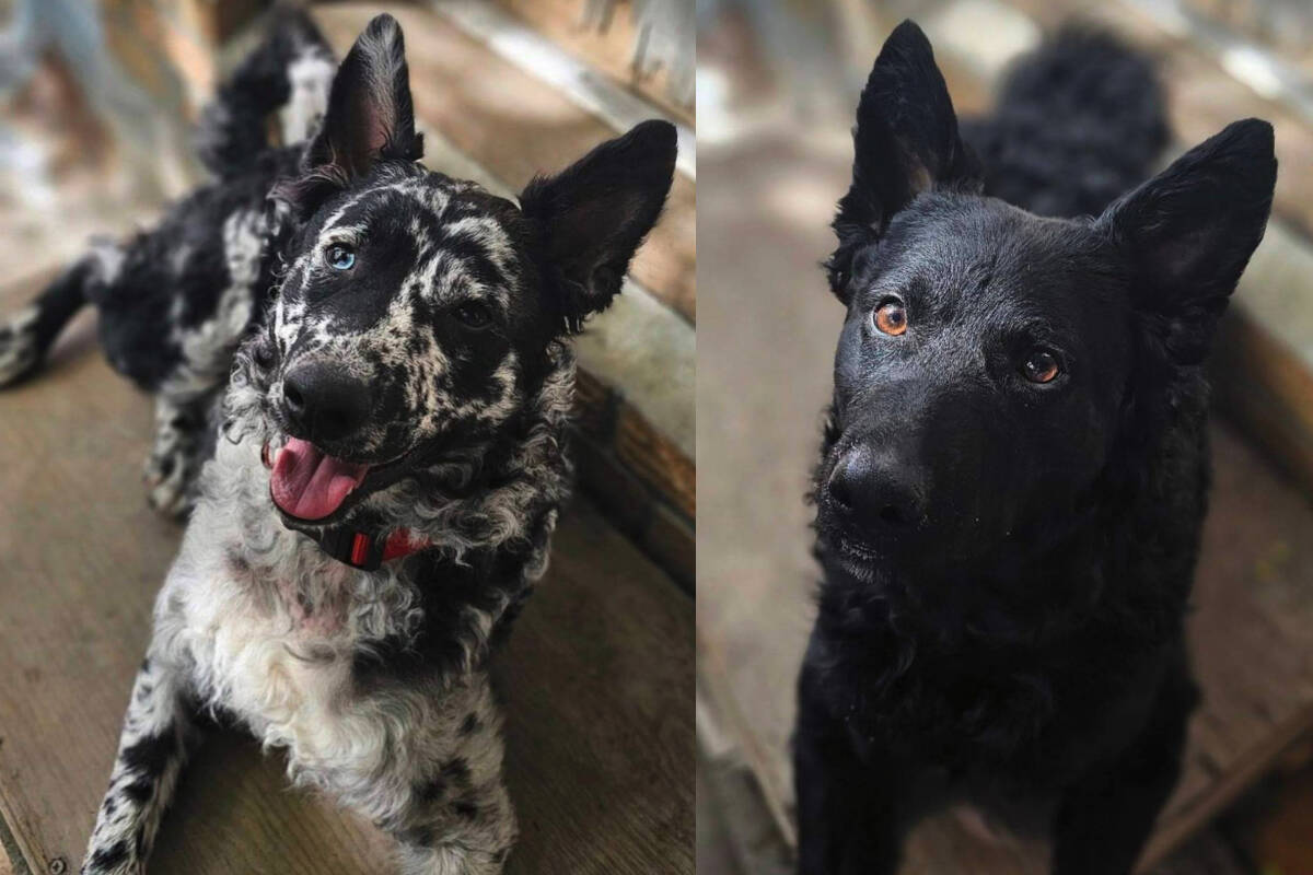 Dogs missing for weeks from Vernon home, alleged stolen | Summerland Review