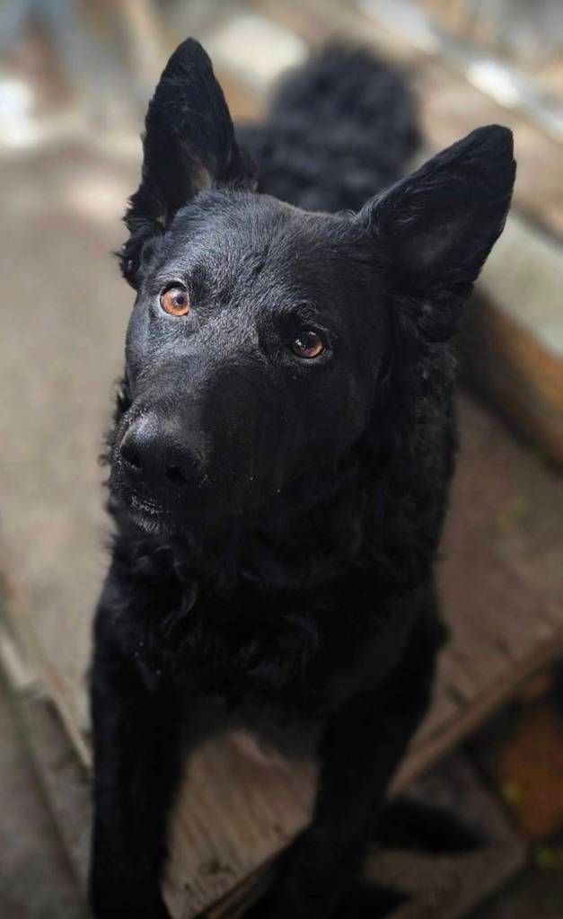 Dogs missing for weeks from Vernon home, alleged stolen | Summerland Review