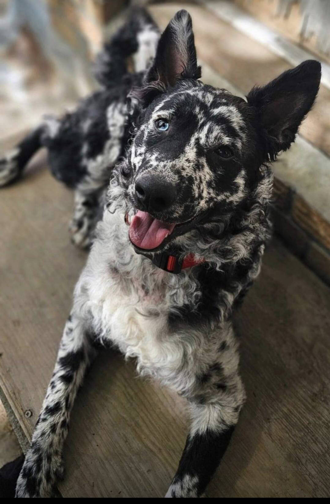 Dogs missing for weeks from Vernon home, alleged stolen | Summerland Review